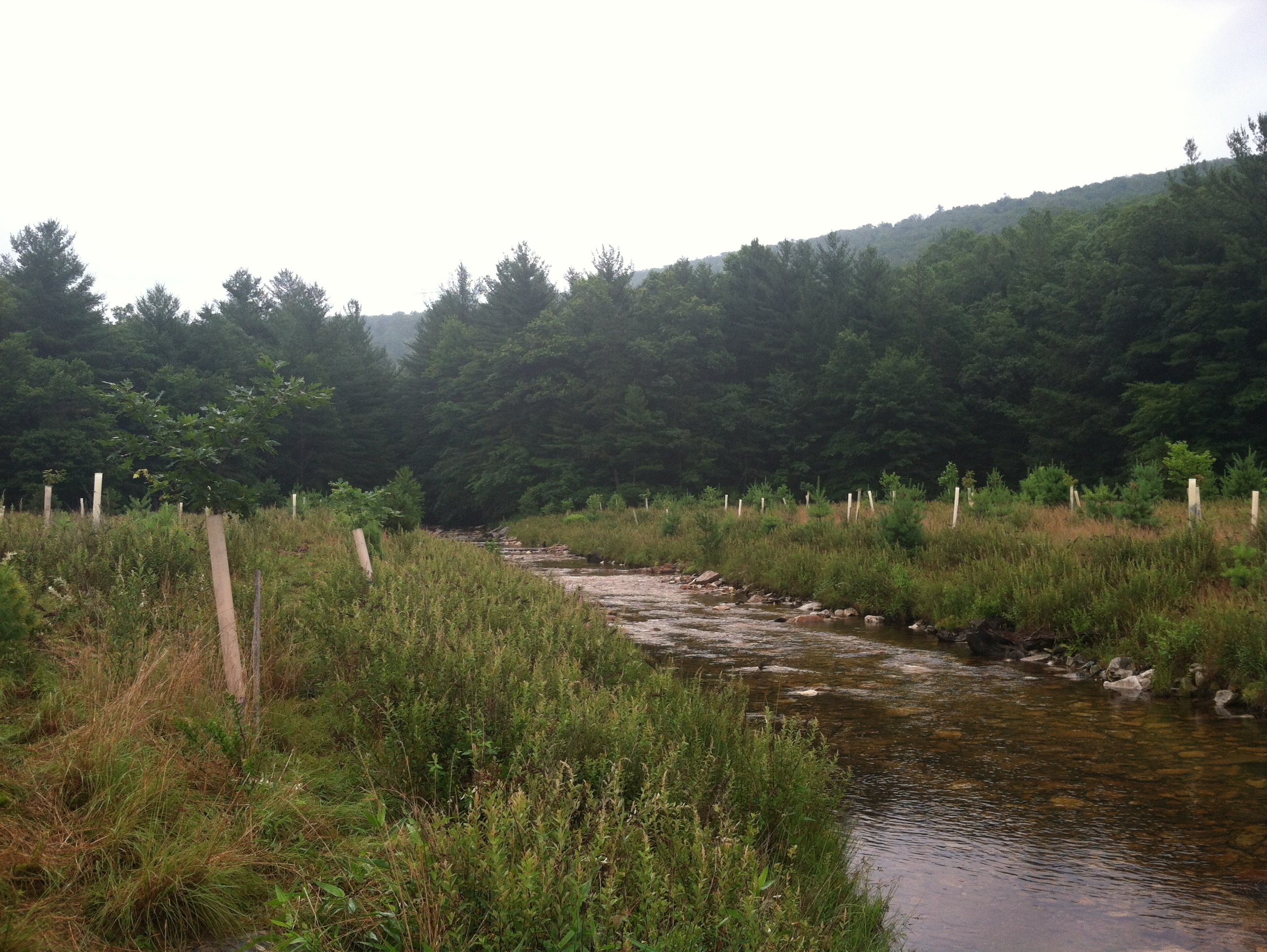 Restoring Riparian Forests for Water Quality and Brook Trout ...