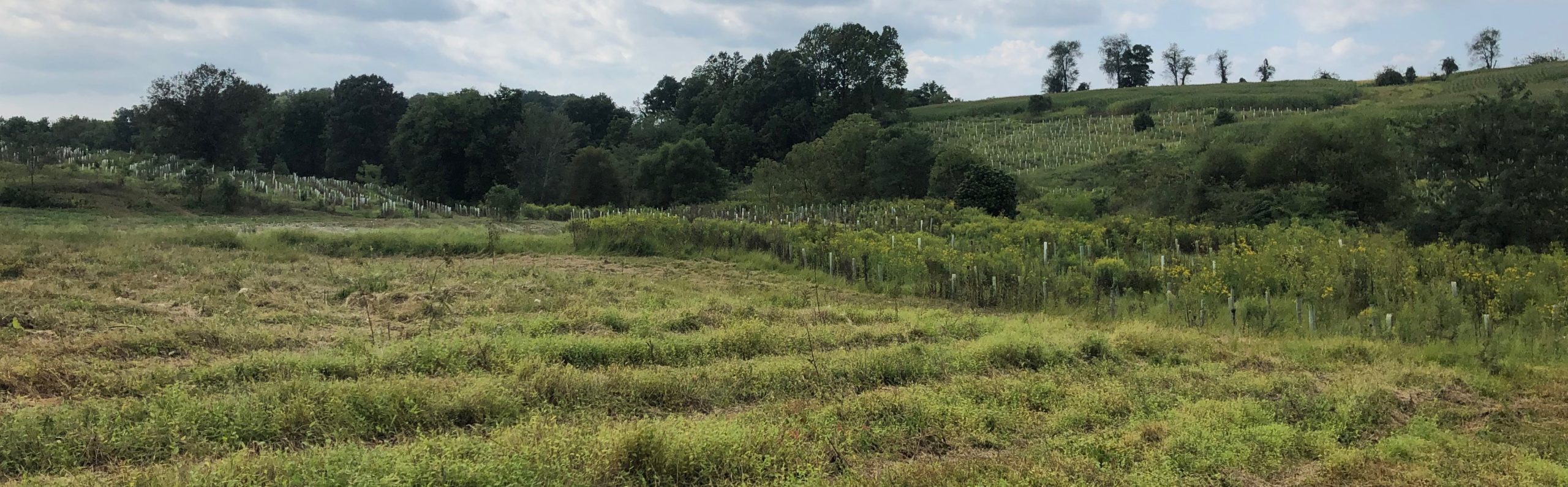 Creek ReLeaf – Reforestation in Frederick County, Maryland - Chesapeake ...